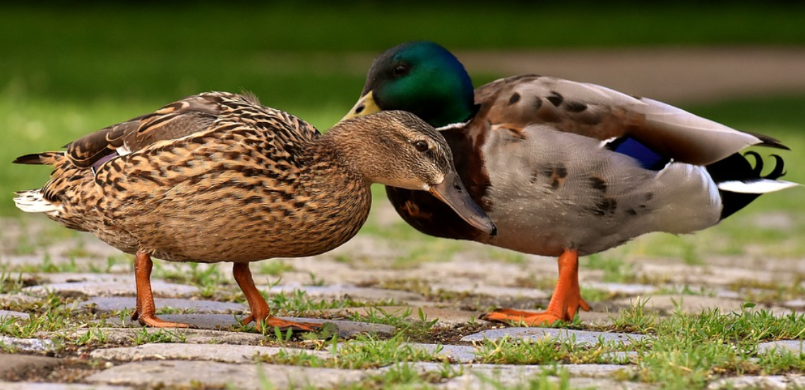 35-Levite Woman – KMI2